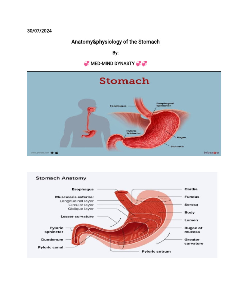 The Stomach (Med-Mind Dynasty) | PDF | Stomach | Digestion