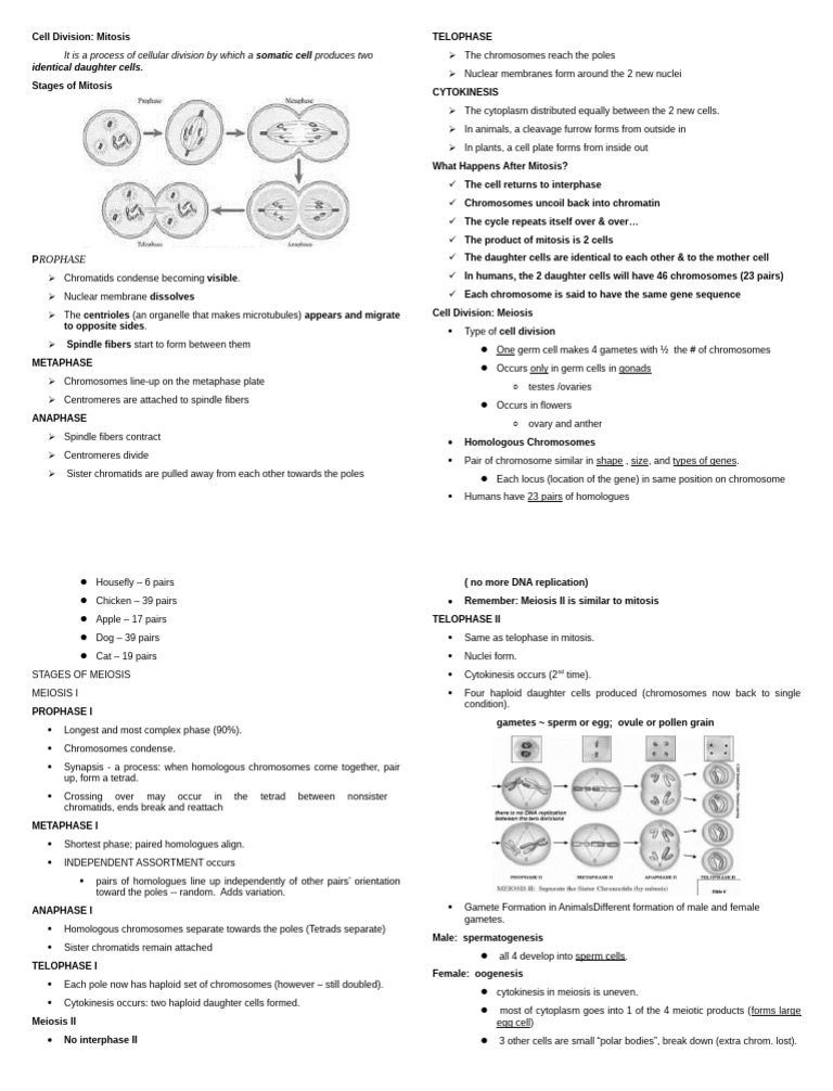 Grade 8-Cell Division | PDF | Meiosis | Mitosis