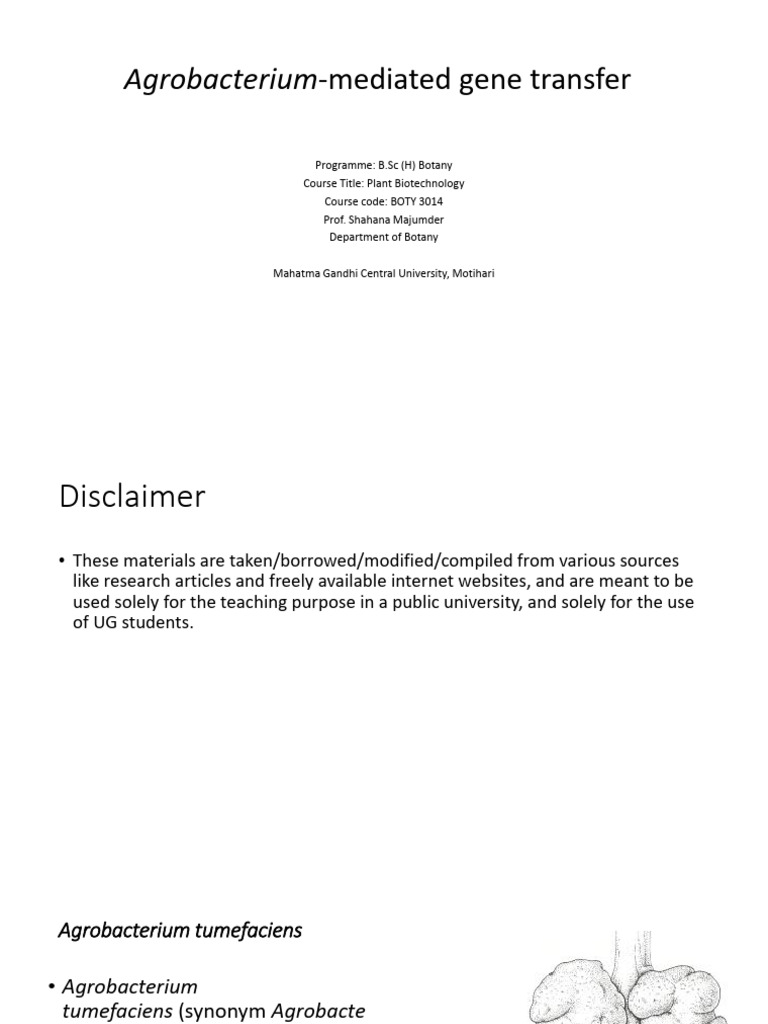 Agrobacterium Tumefacien | PDF | Vector (Molecular Biology) | Plasmid