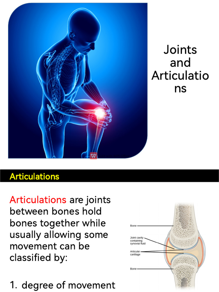 Joints and Articulations | PDF