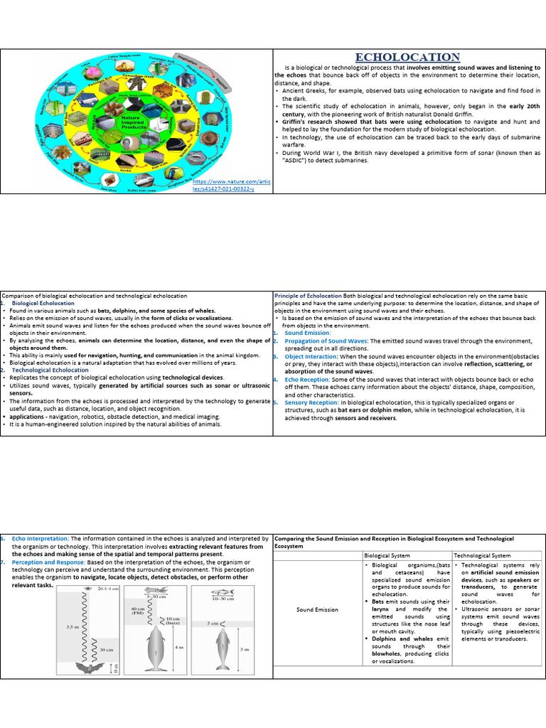 Echolocation: Nature and Tech | PDF | Photosynthesis | Medical Ultrasound