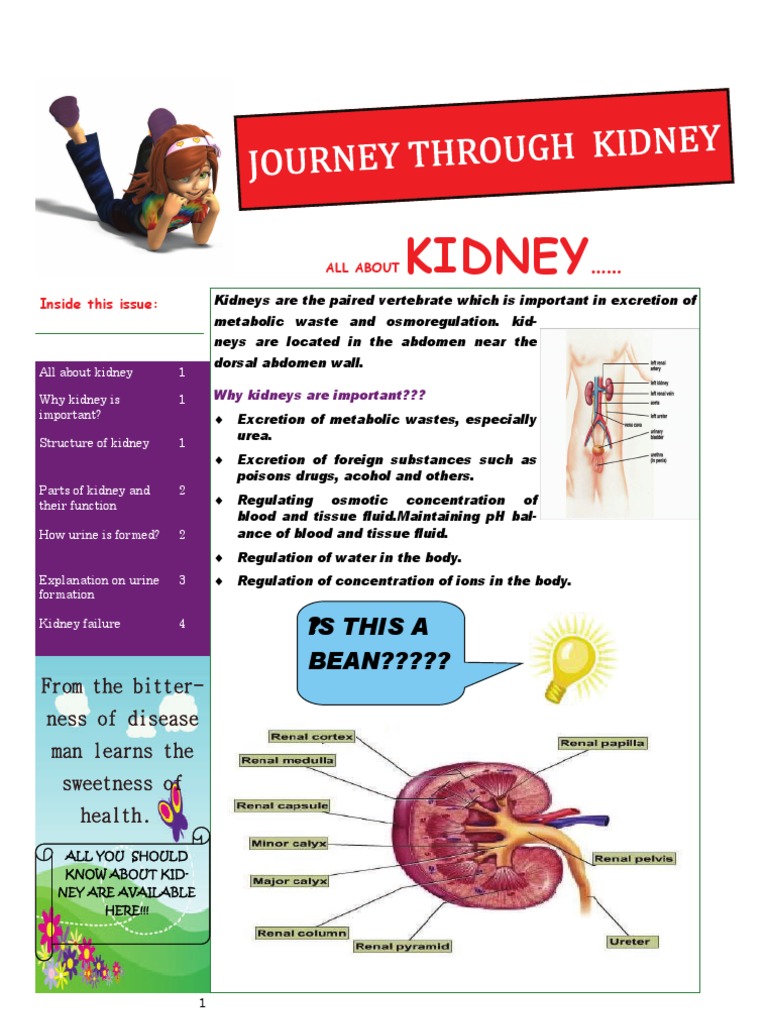 Importance and Function of Kidneys | PDF | Kidney | Animal Anatomy