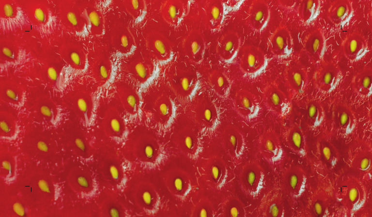 Fresa Base 400x200 IMP | PDF