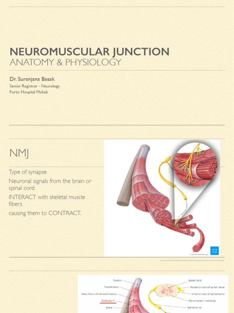 NMJ - Neuromuscular Junction | PDF | Neuromuscular Junction | Neurotransmitter