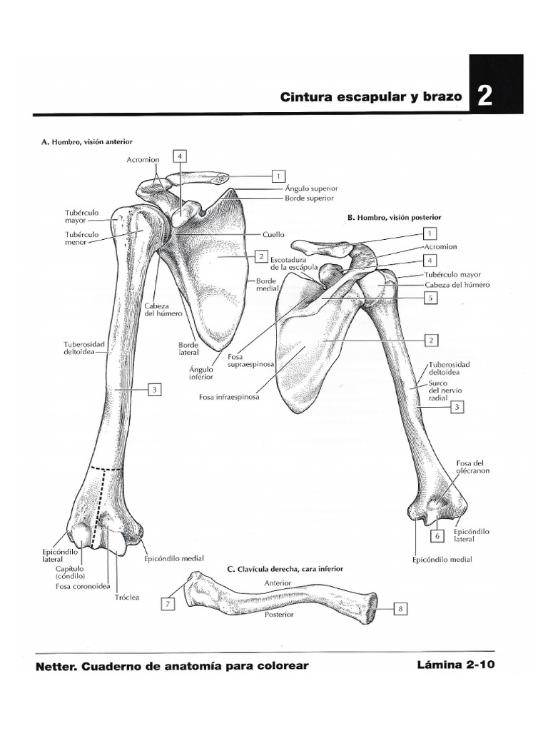 Netter Anatomia Para Colorear 240730 120110 58 62 Pdf