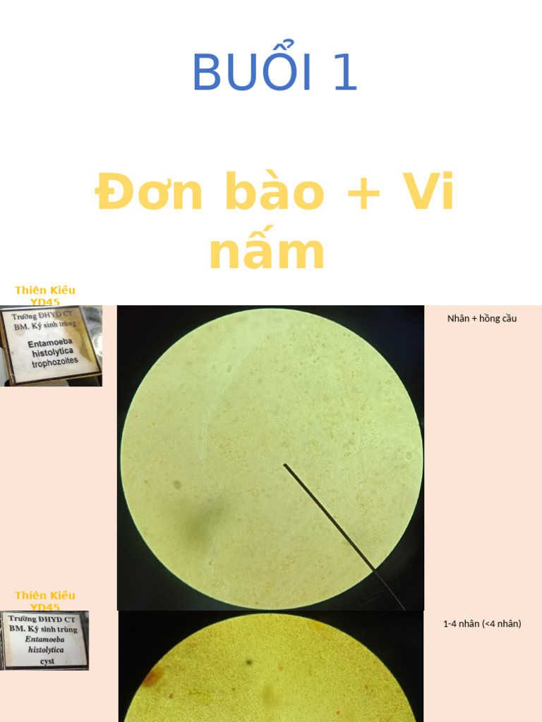 Ảnh thực tập KST | PDF