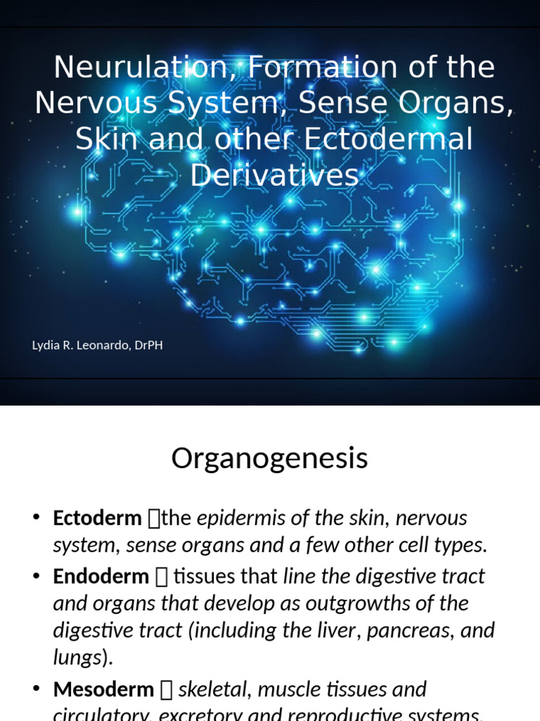 Neurulation, Formation of Nervous System | PDF | Embryo | Cellular ...