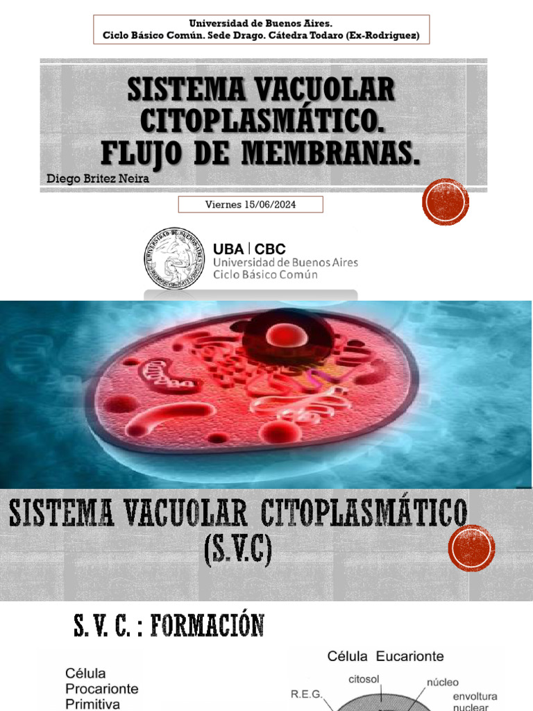 Documento de Kenny | PDF | Lisosoma | Citoplasma