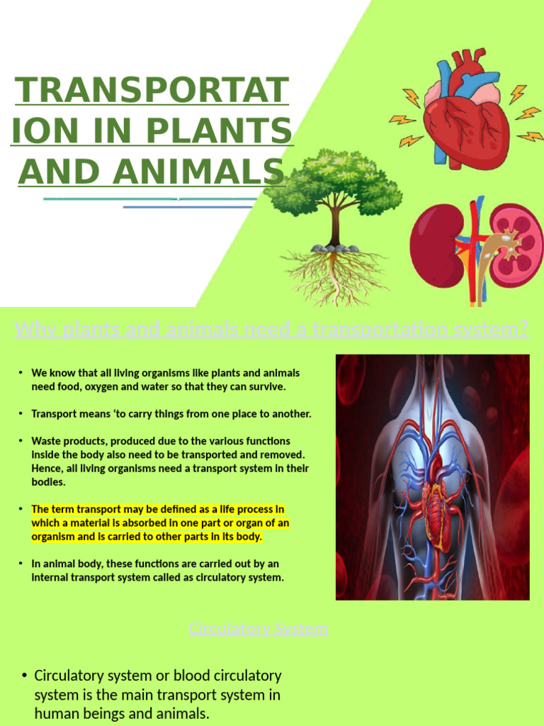 Transportation in Plants and Animals | PDF | Heart | Artery