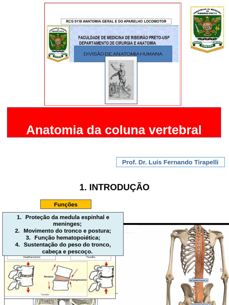 Aula 4 - RCG 0118 Anatomia Da Coluna Vertebral I 2020 | PDF | Coluna ...