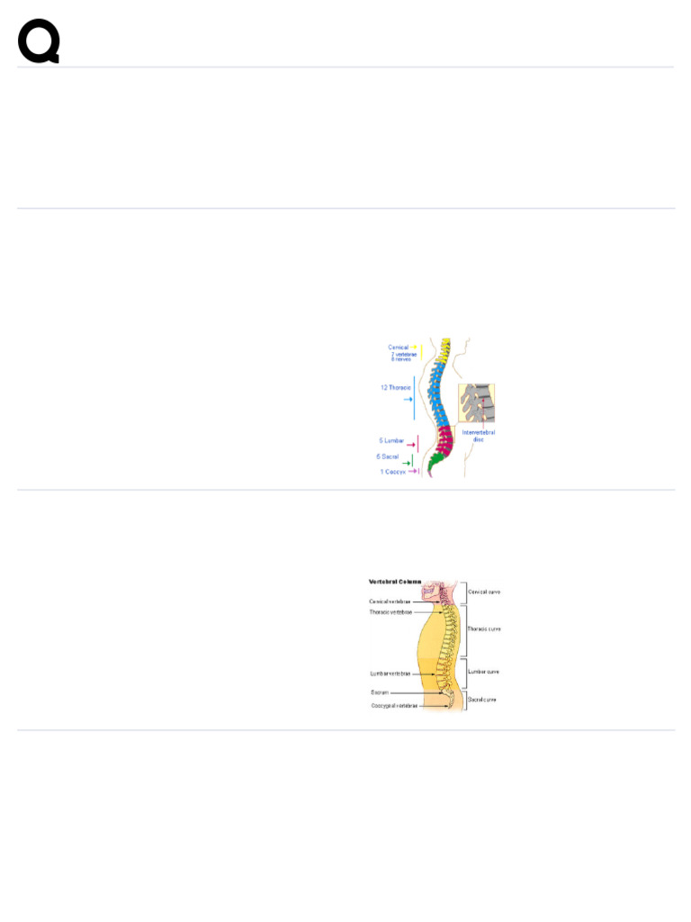 Boney Landmarks And Structure Of The Vertebral Column Pdf Vertebral