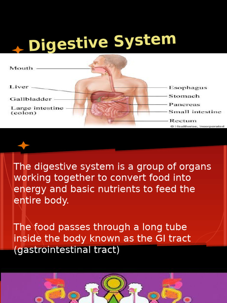 Digestive System | PDF | Human Digestive System | Digestion