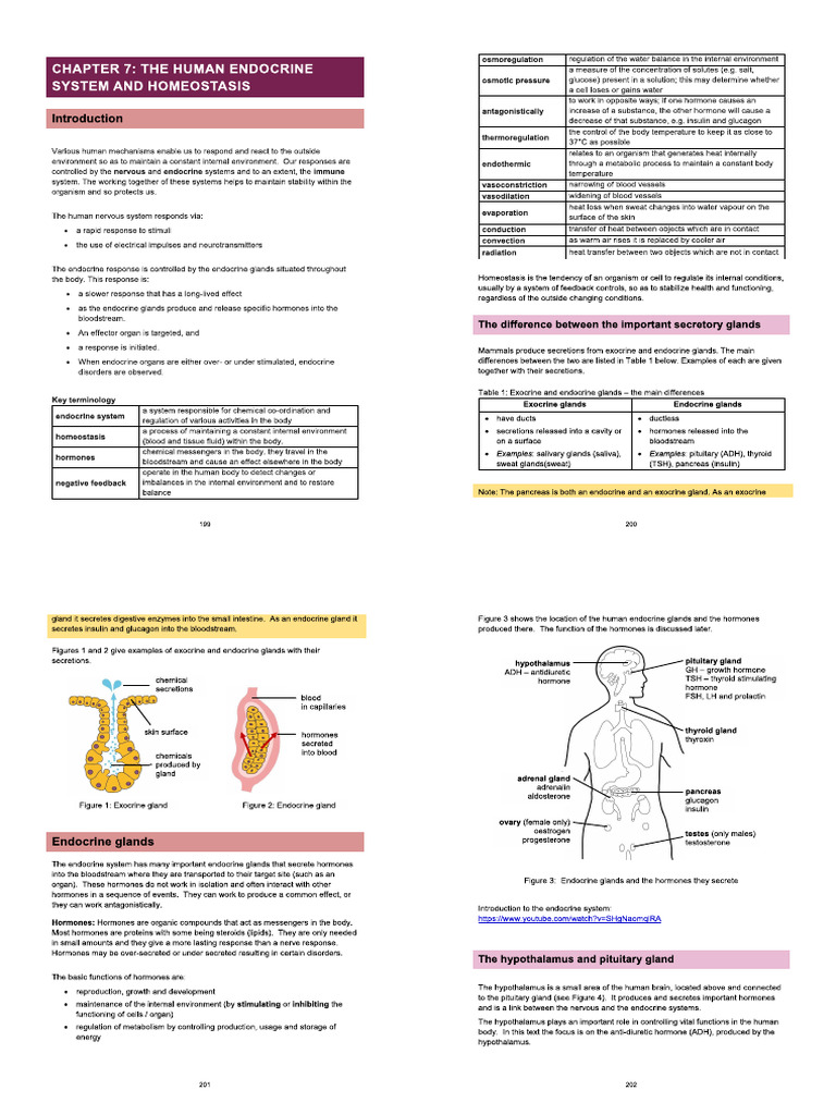 Endocrine notes | PDF