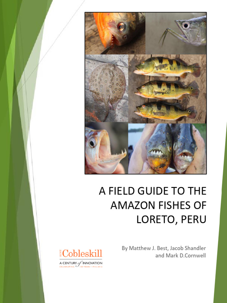 Amazon Fish Guide for Students | PDF | Amazon Rainforest | Amazon River