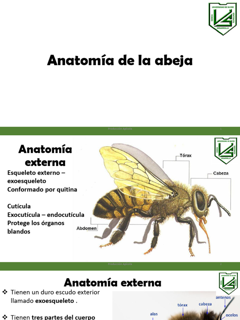 Clase 2 Anatomía de la abeja | PDF | Apicultura | Abejas