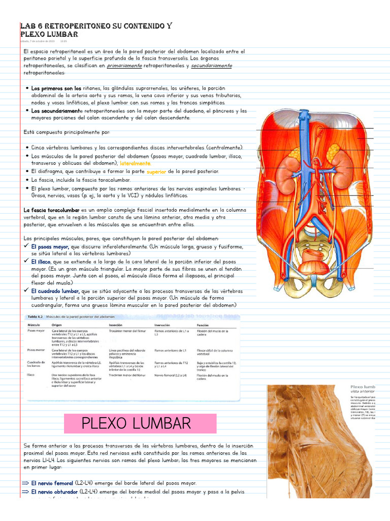 Lab 6 Retroperitoneo Su Contenido y Plexo Lumbar | PDF | Abdomen | Riñón