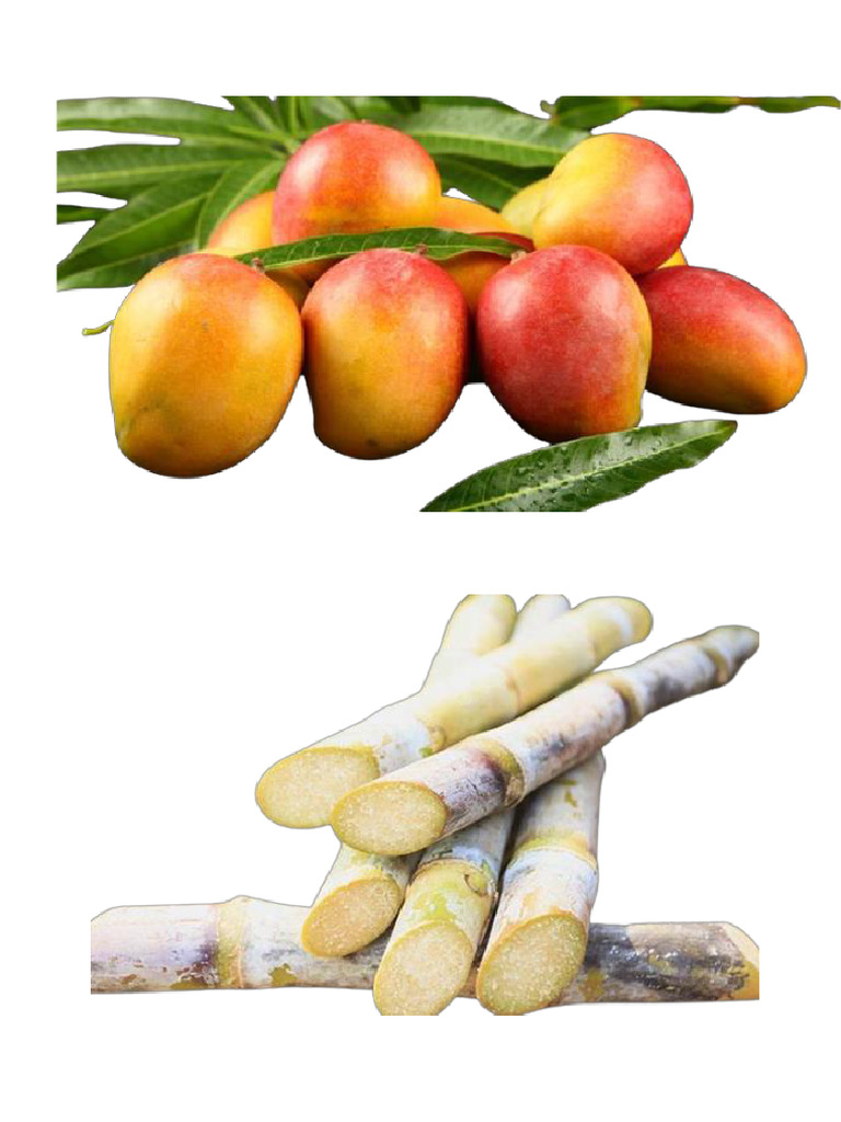 FLORA FAUNA COSTA | PDF