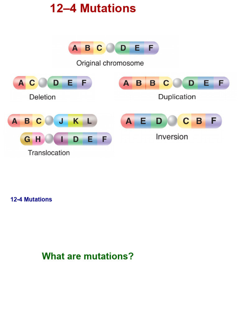 Meiosis Teaching Presentation | PDF | Mutation | Point Mutation