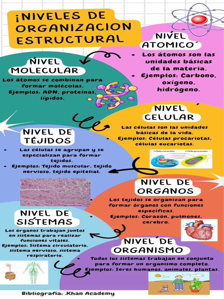 Niveles de organización estructural | PDF