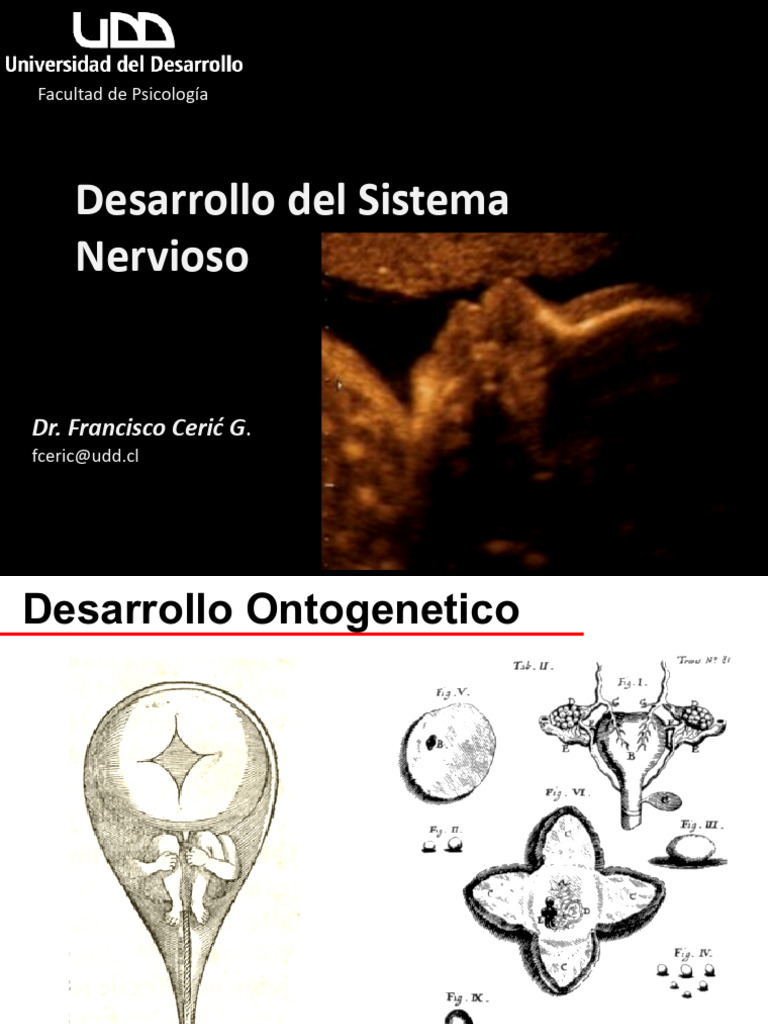 Clase 2 2020 F. Ceric | PDF | Sistema nervioso | Cerebro