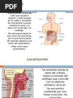 Faringe y Laringe AA | PDF | Laringe | Esófago