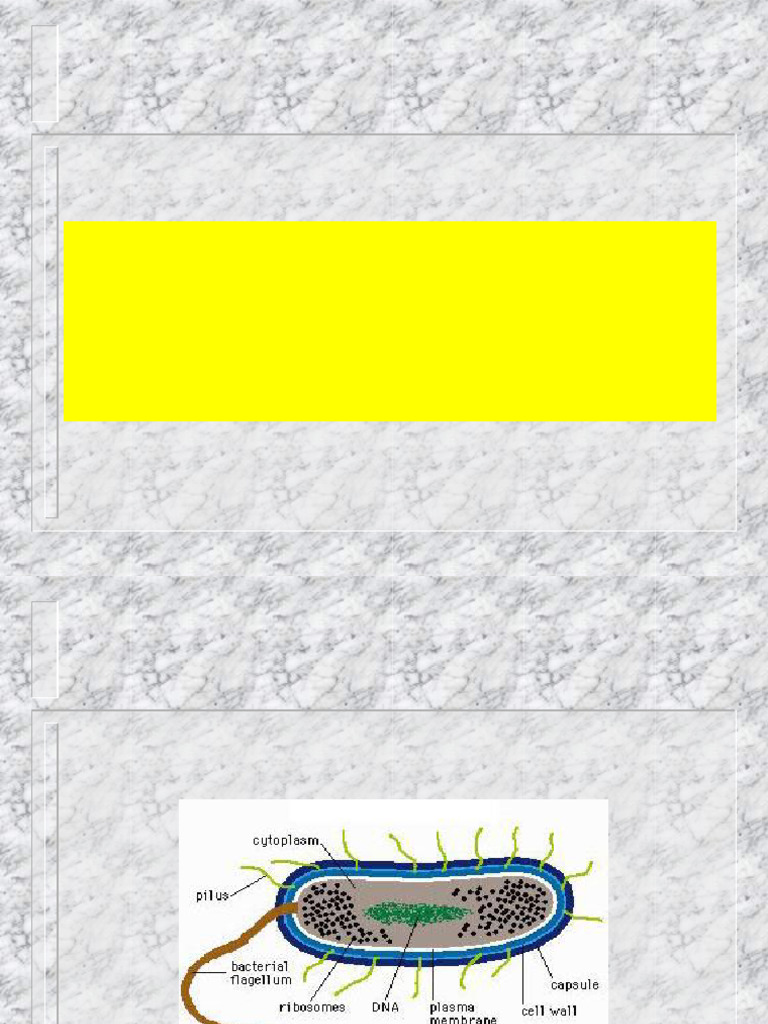 CLASE 2 Estructuras Bacterianas - 230823 - 111911 | PDF | Citoplasma ...