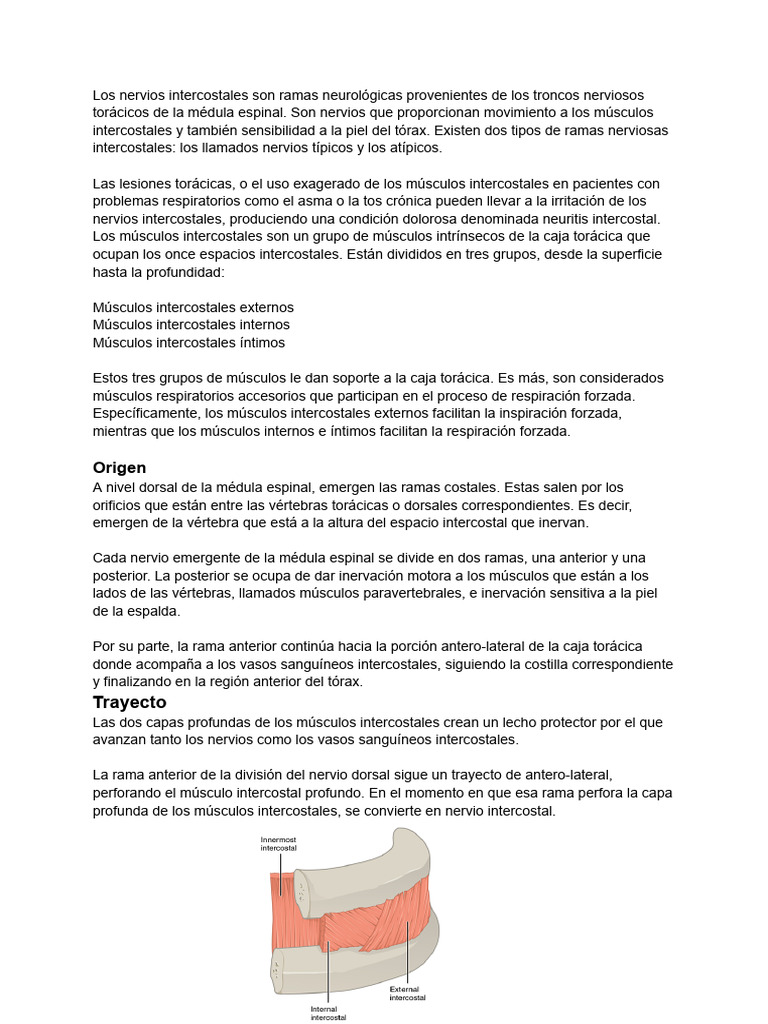 Nervios Intercostales | PDF | Tórax | Nervio