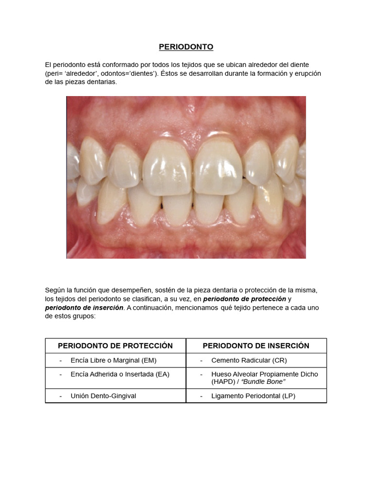 PERIODONTO | PDF | Boca | Diente