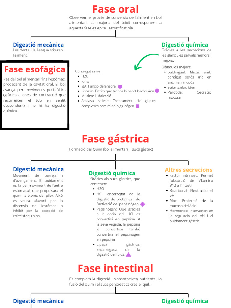Fase Oral | PDF