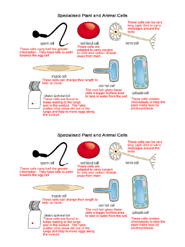 1.3 Specialised Cells Wsheet | PDF