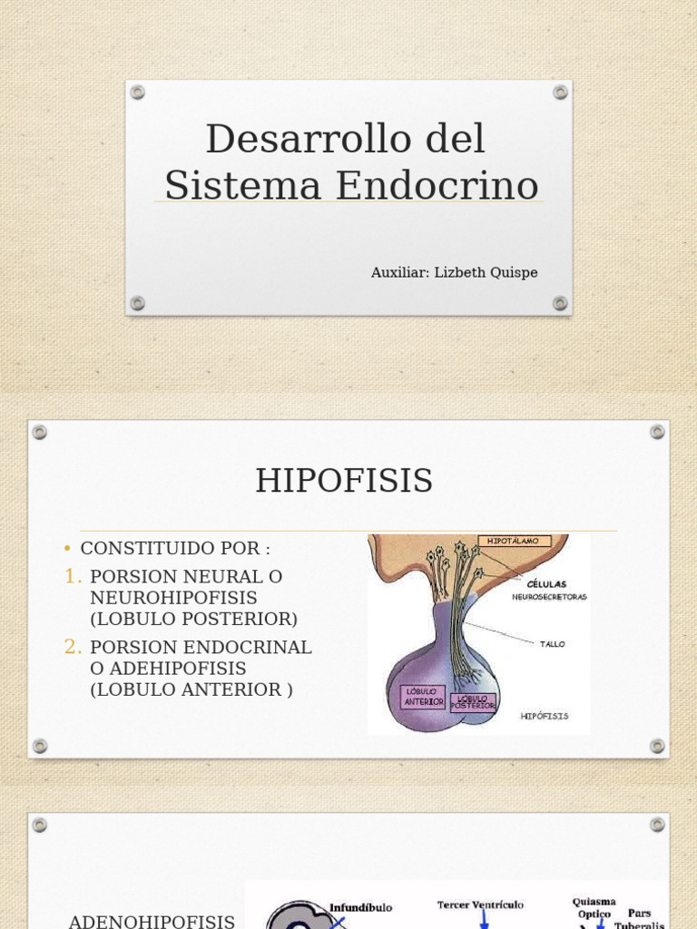 Desarrollo Del Sistema Endocrino | PDF | Glándula suprarrenal | Hipotálamo