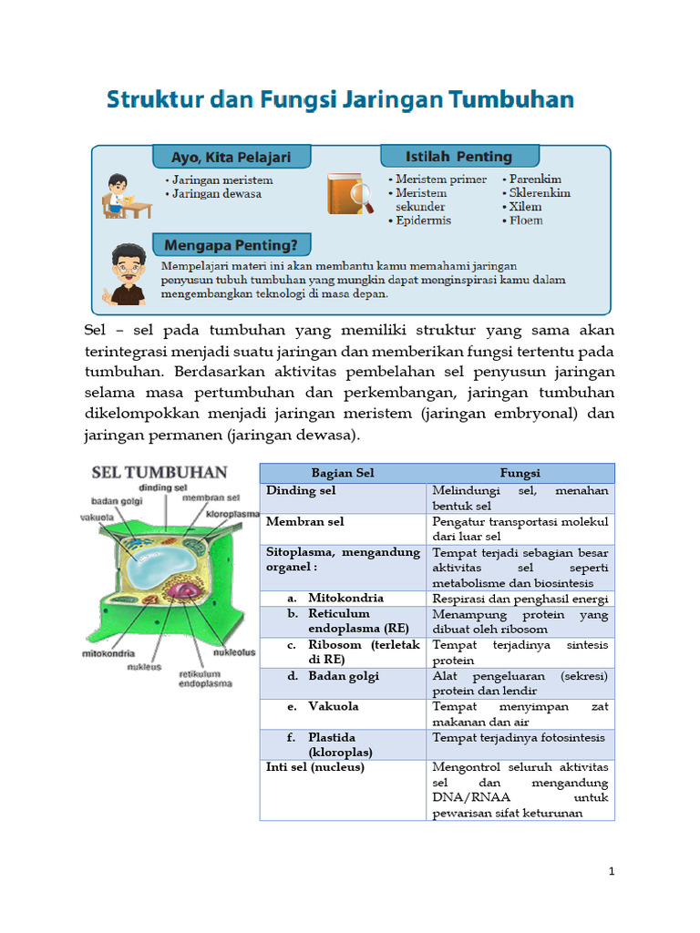 Jaringan dan Struktur Sel Tumbuhan | PDF | Griya & Taman | Sains ...