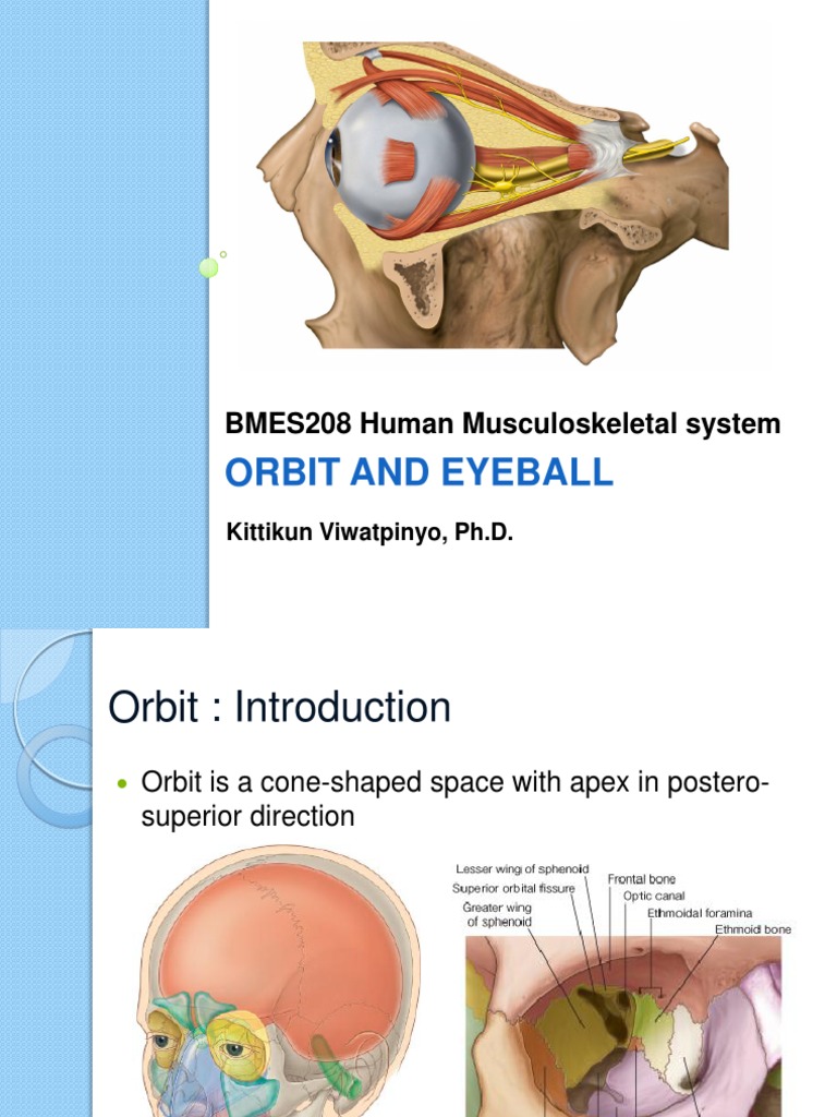 Anatomy of the Orbit and Eyeball | PDF | Sensory Organs | Human Head ...
