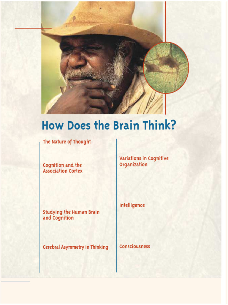 kolb_14 | PDF | Cerebral Cortex | Thought