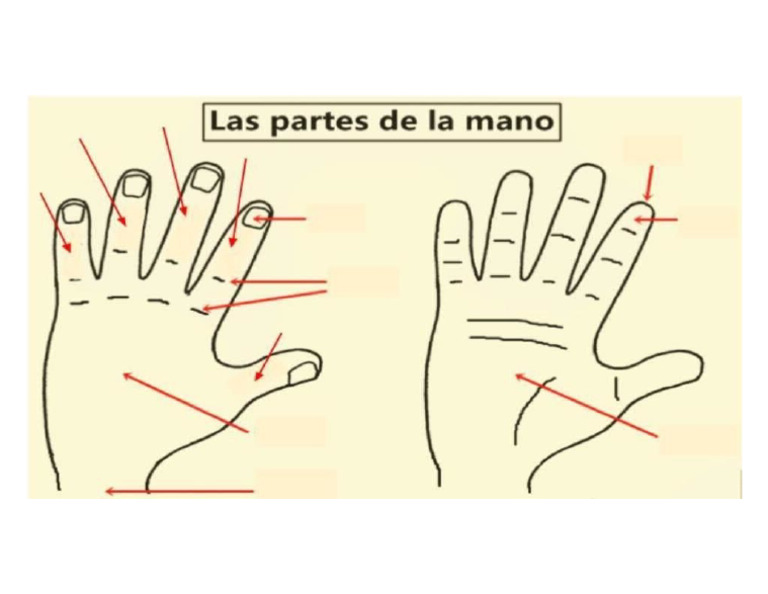 VOCABULARIO Partes de la mano | PDF