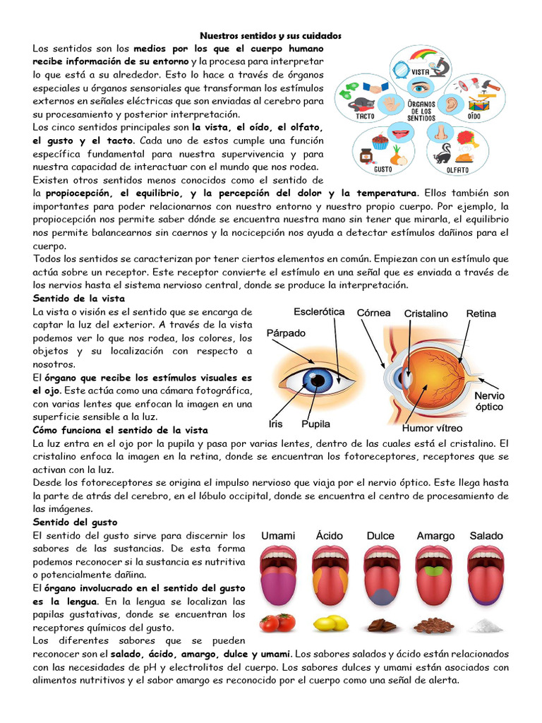 Los Sentidos | PDF | Oído | Sentidos
