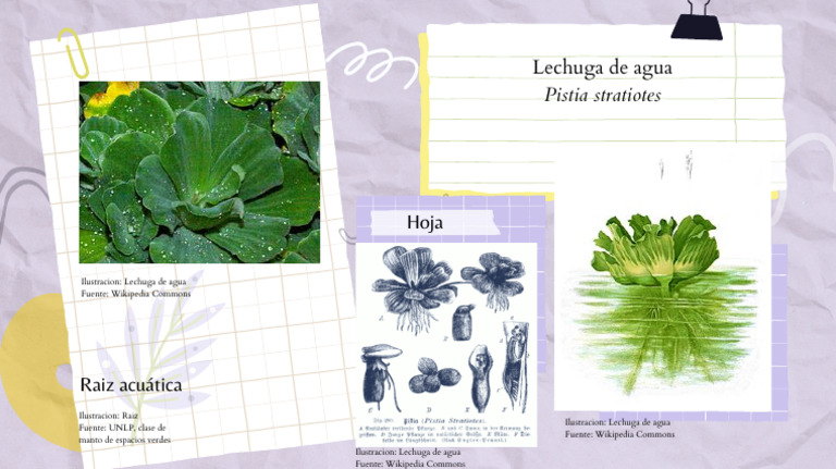 Raiz-Lechuga de Agua | PDF