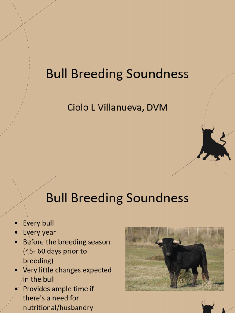 LAB Bull Breeding Soundness | PDF | Bull | Testicle