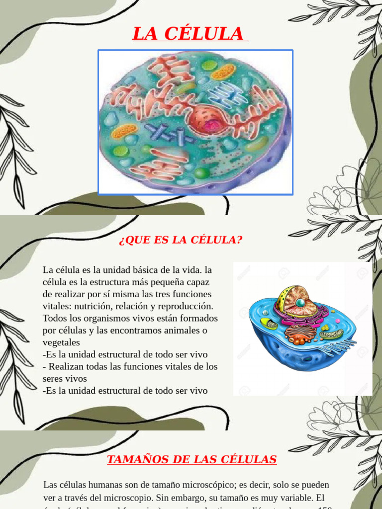 CYT EXPO CELULAS | PDF | Biología Celular) | Anatomía