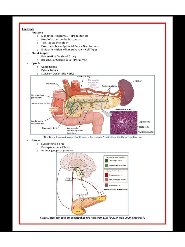 Pancreas Anatomy | PDF