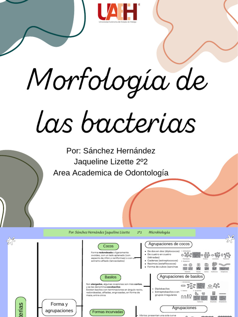 Morfología Bacteriana | PDF | Tinción | Las bacterias