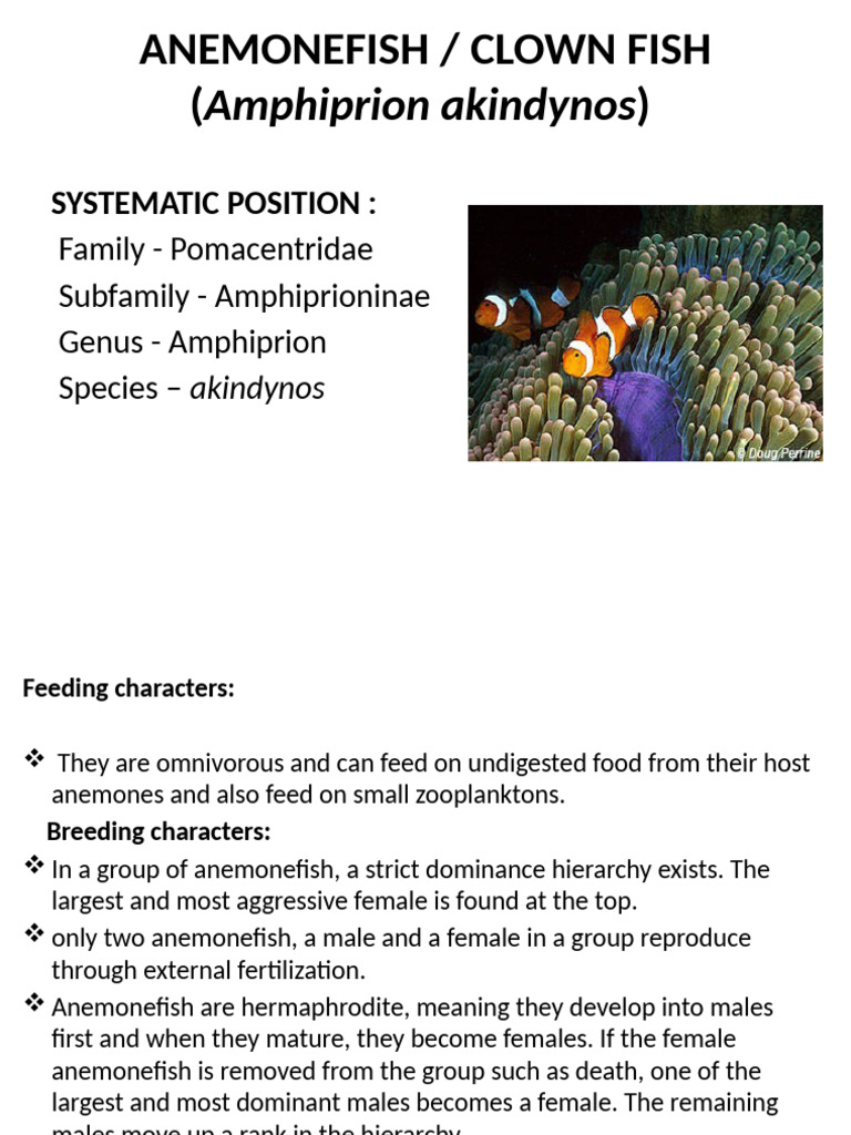 Anemone Fish | PDF | Zoology | Biological Interactions