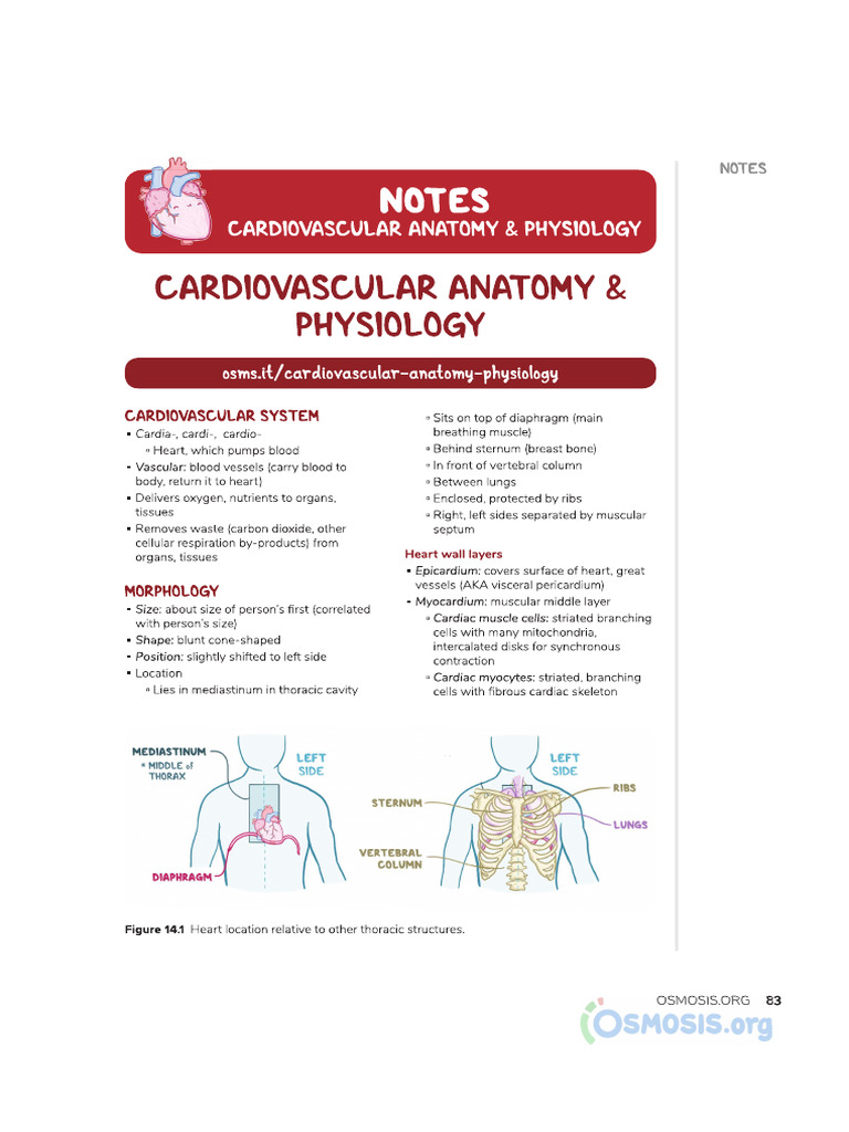 Cardio Anatomy | PDF