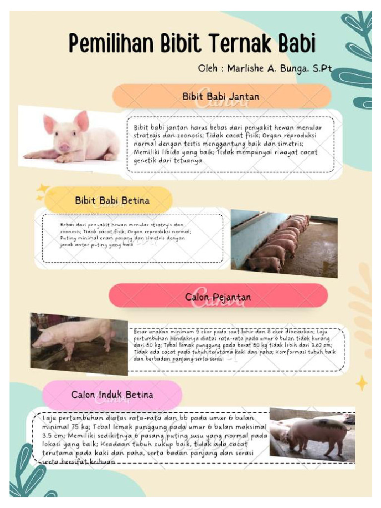 Leaflet Pemilihan Bibit Ternak Babi | PDF