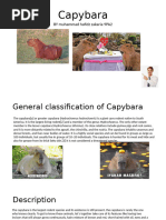 Capybara: Facts and Habitat Overview | PDF | Aquatic Mammals | Mammals