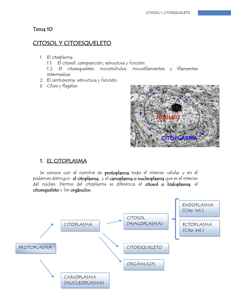 Citosol T.10 | PDF | Microtúbulos | Citoplasma