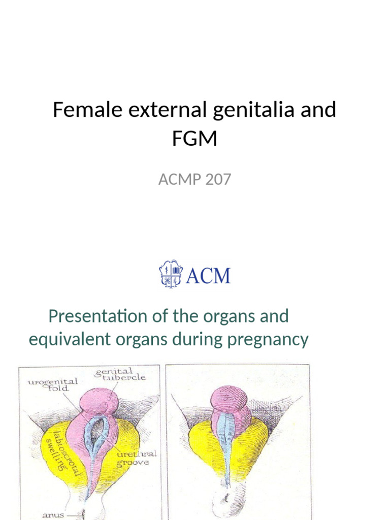 Female External Genitalia and FGM | PDF