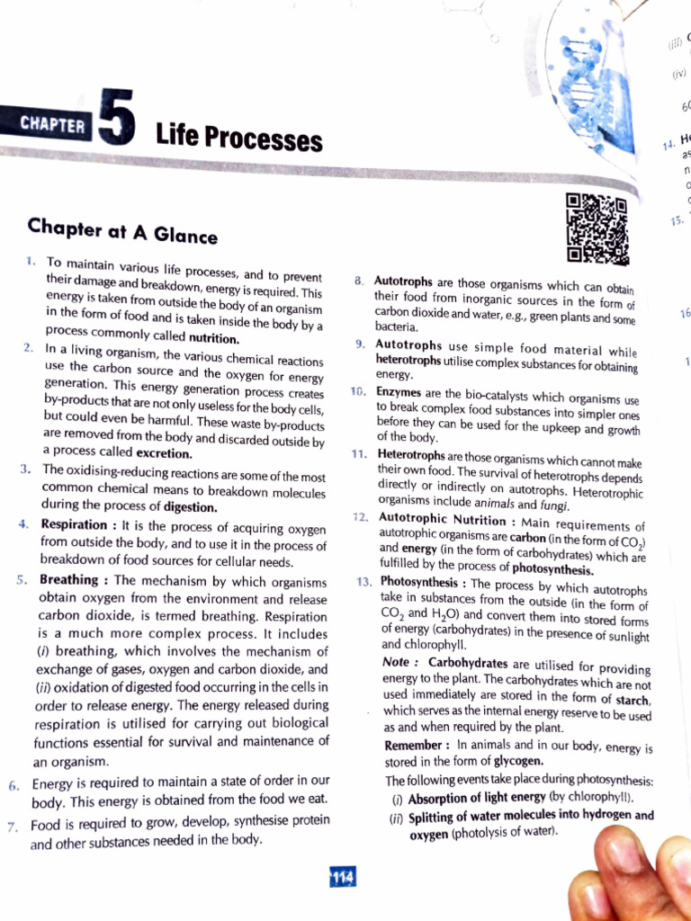 Life Processes Class 10 | PDF