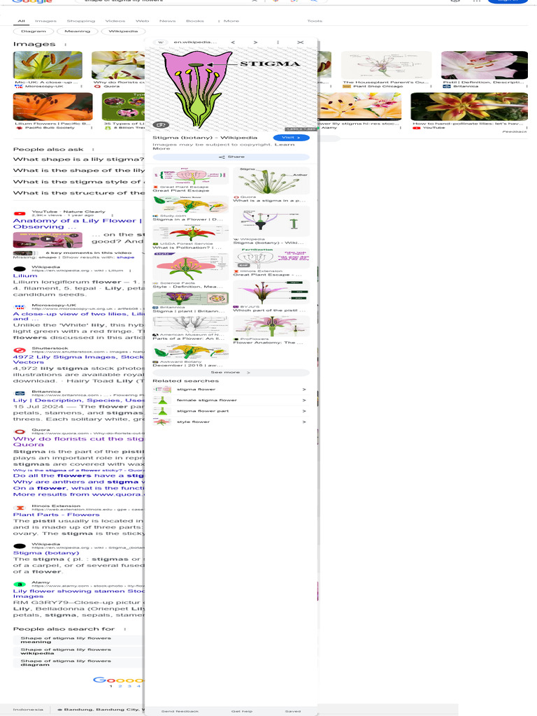 Shape of Stigma Lily Flowers - Google Search | PDF | Flowers | Pollination