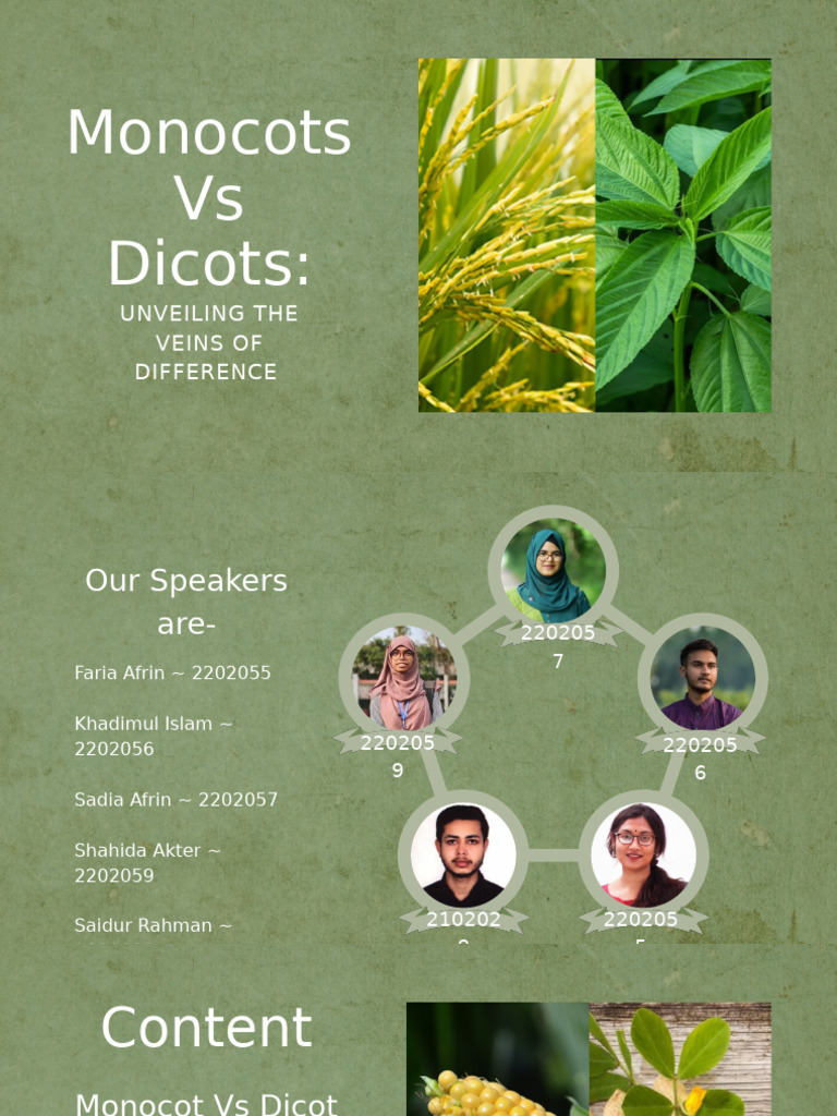 CBOT (Monocot Vs Dicot) - 01 | PDF | Plant Stem | Leaf